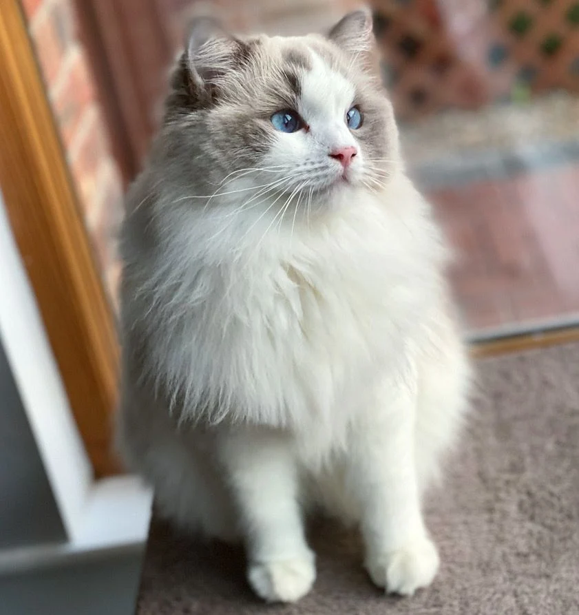 Alma - Queen of Floof | Scrolller