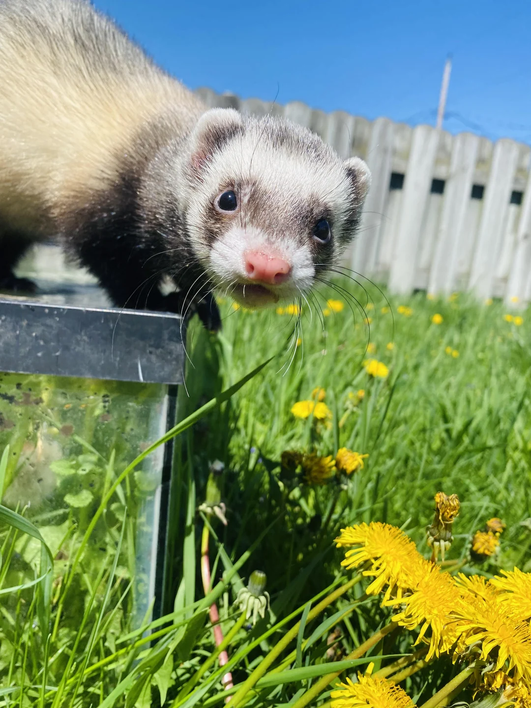Stop and Smell The Dandelions | Scrolller