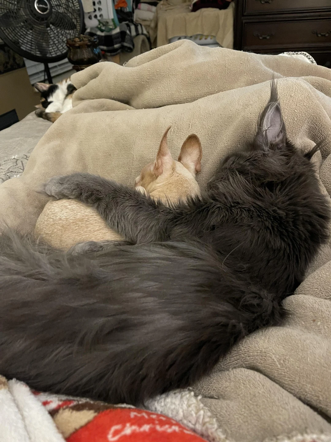 Friends spooning. | Scrolller