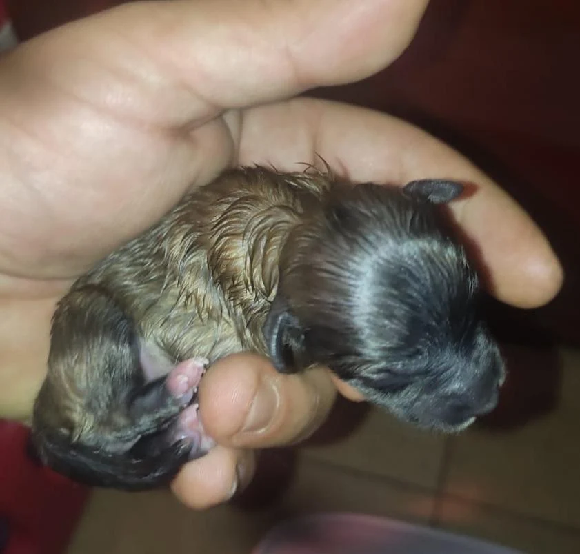 [OC] Just Born | Scrolller