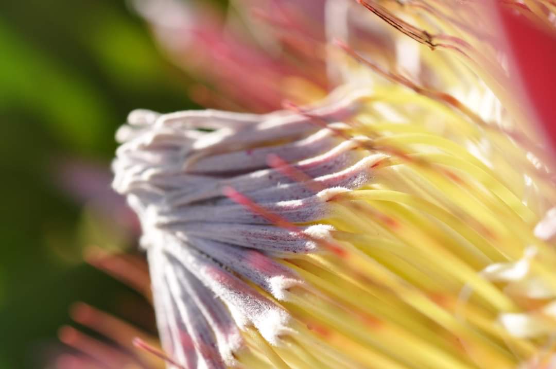 King Protea | Scrolller