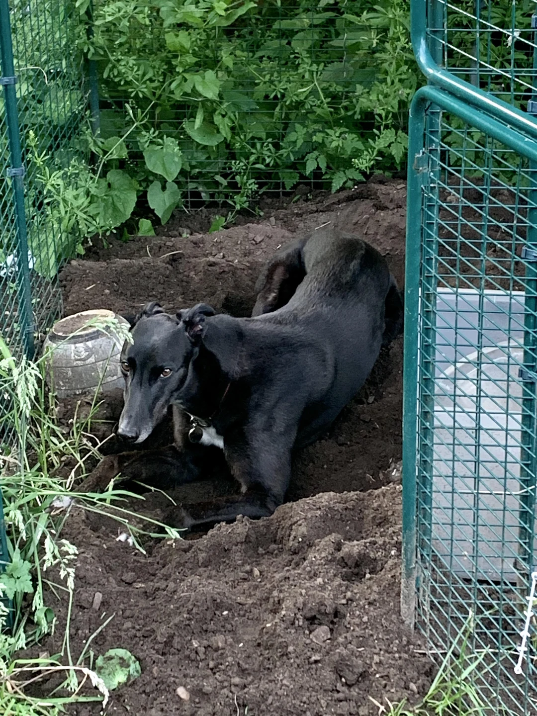 Boris and his dirt bed. | Scrolller