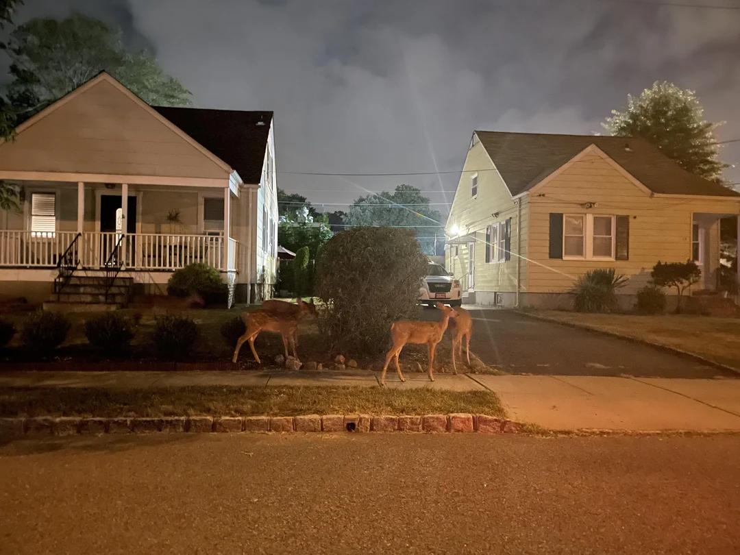 Momma and four babies, forth looks like a shadow | Scrolller