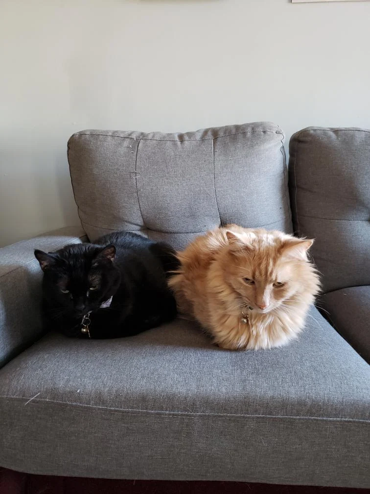 Phoenix and his void sister Pixie | Scrolller