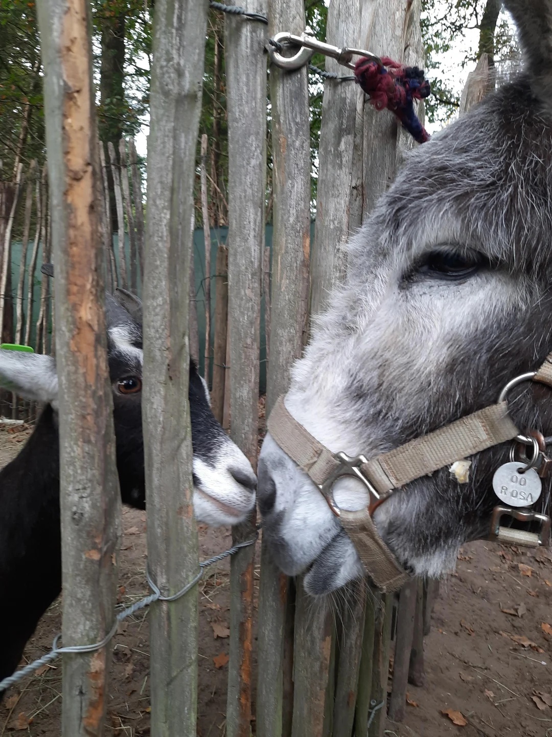Curious donkey getting a nose boop from very curious goat | Scrolller
