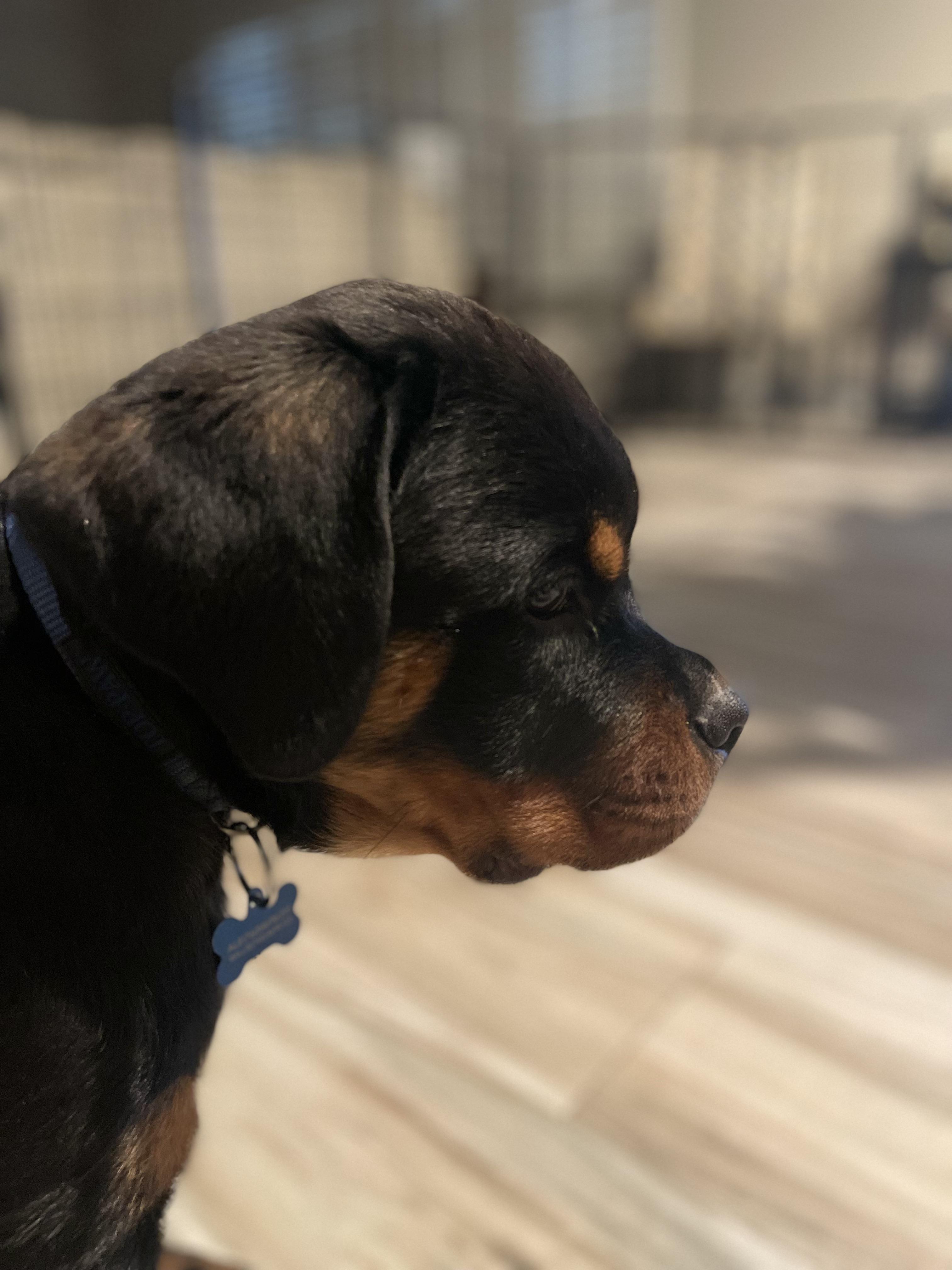 My boy Theodore | Scrolller