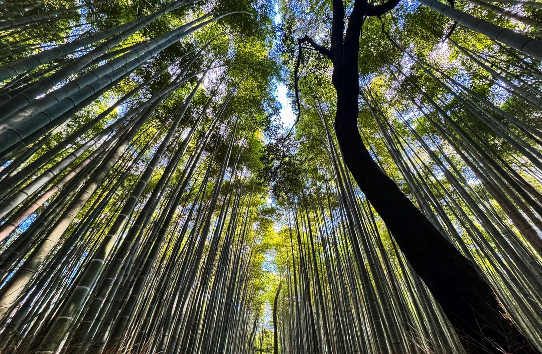 Arashiyama Bamboo Forest, Kyoto, Japan [OC] [4032x2636] | Scrolller