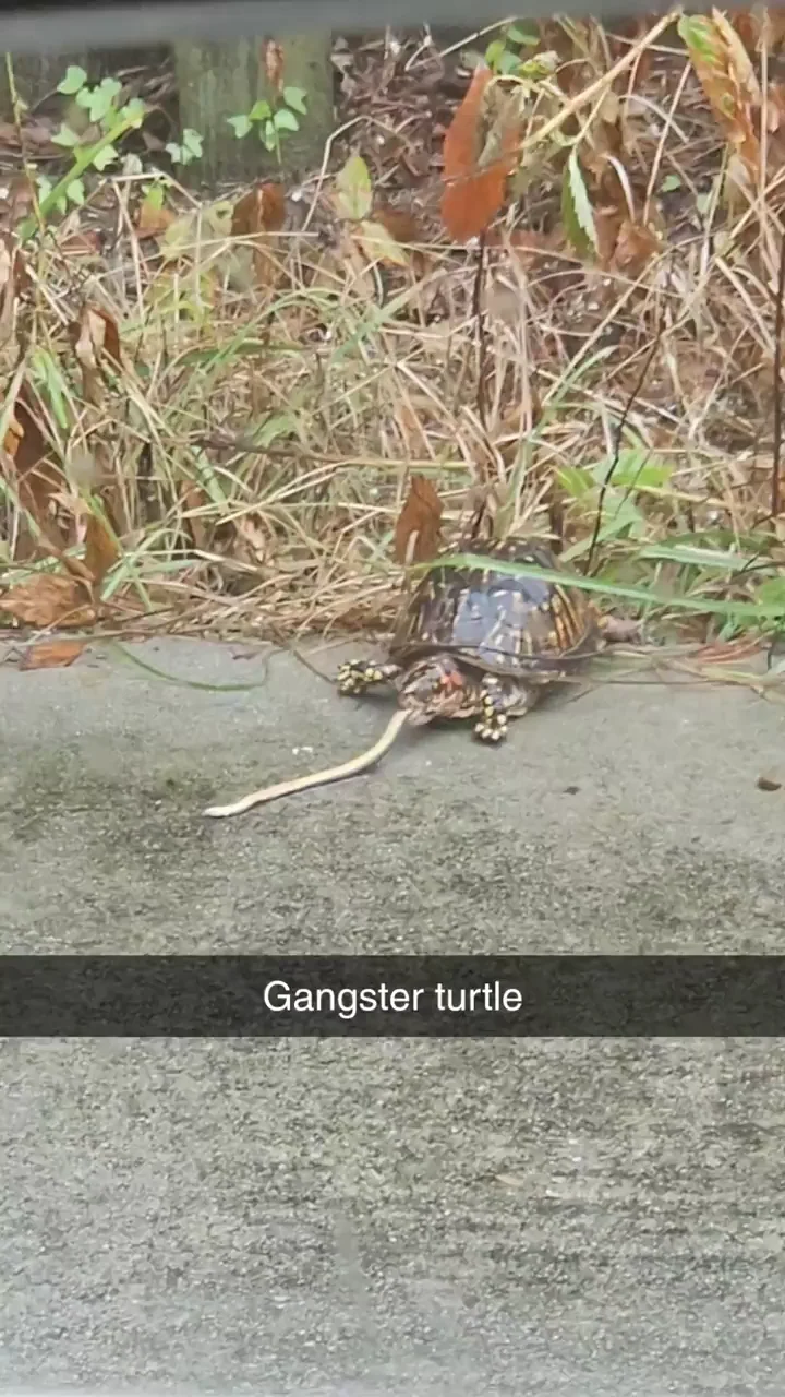 Didn't know turtles were savage | Scrolller