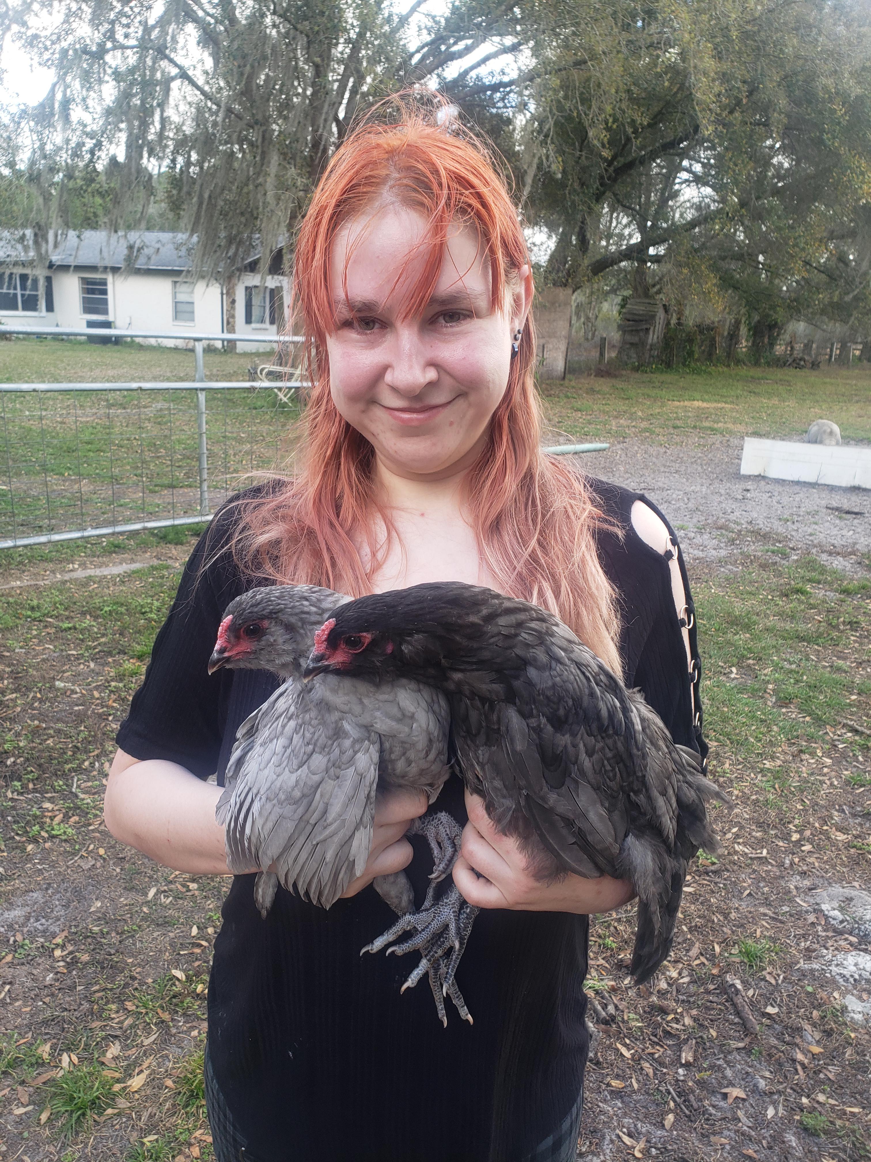Just got my first chickens! | Scrolller