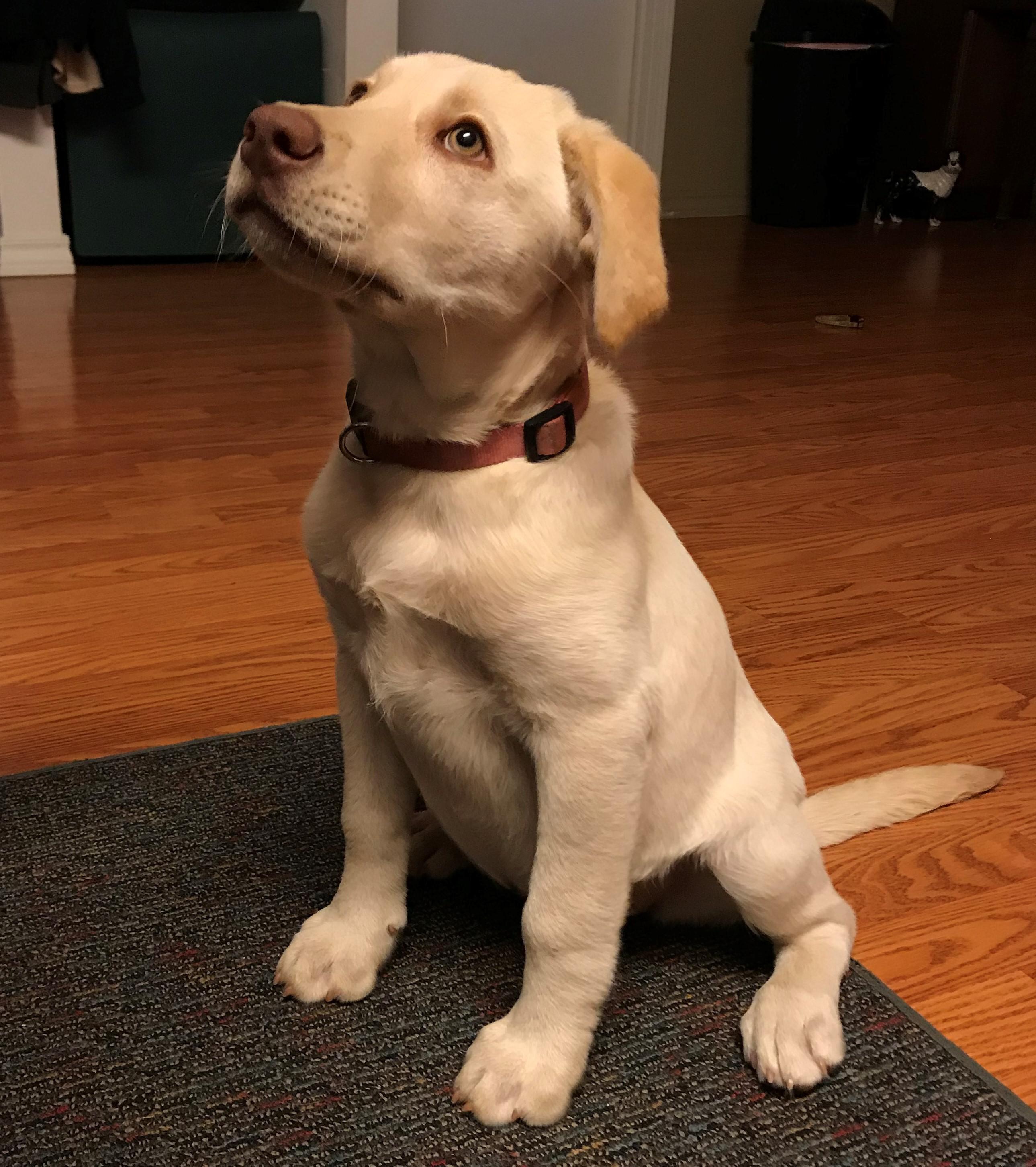 Roxie (at 3 months) starting her puppy obedience training | Scrolller