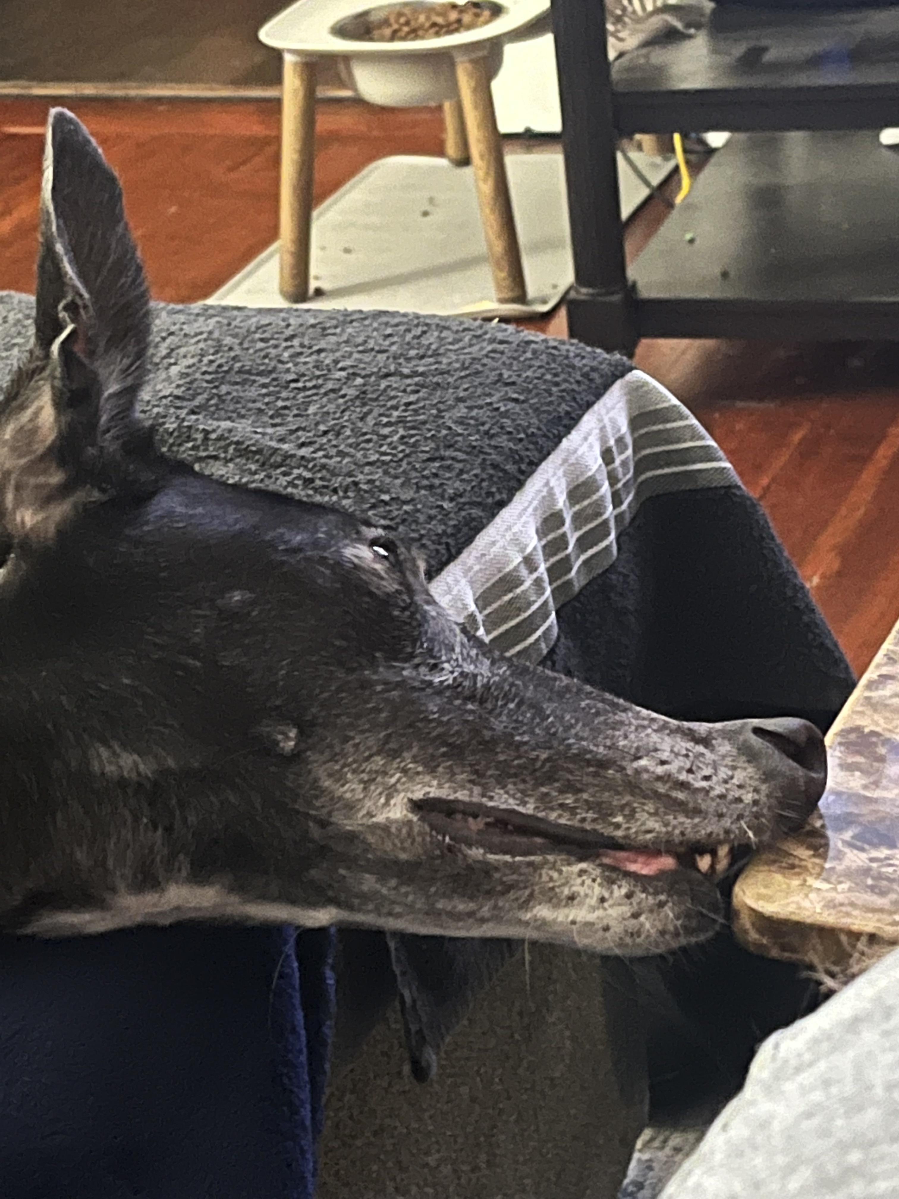 There’s something special about these dogs | Scrolller