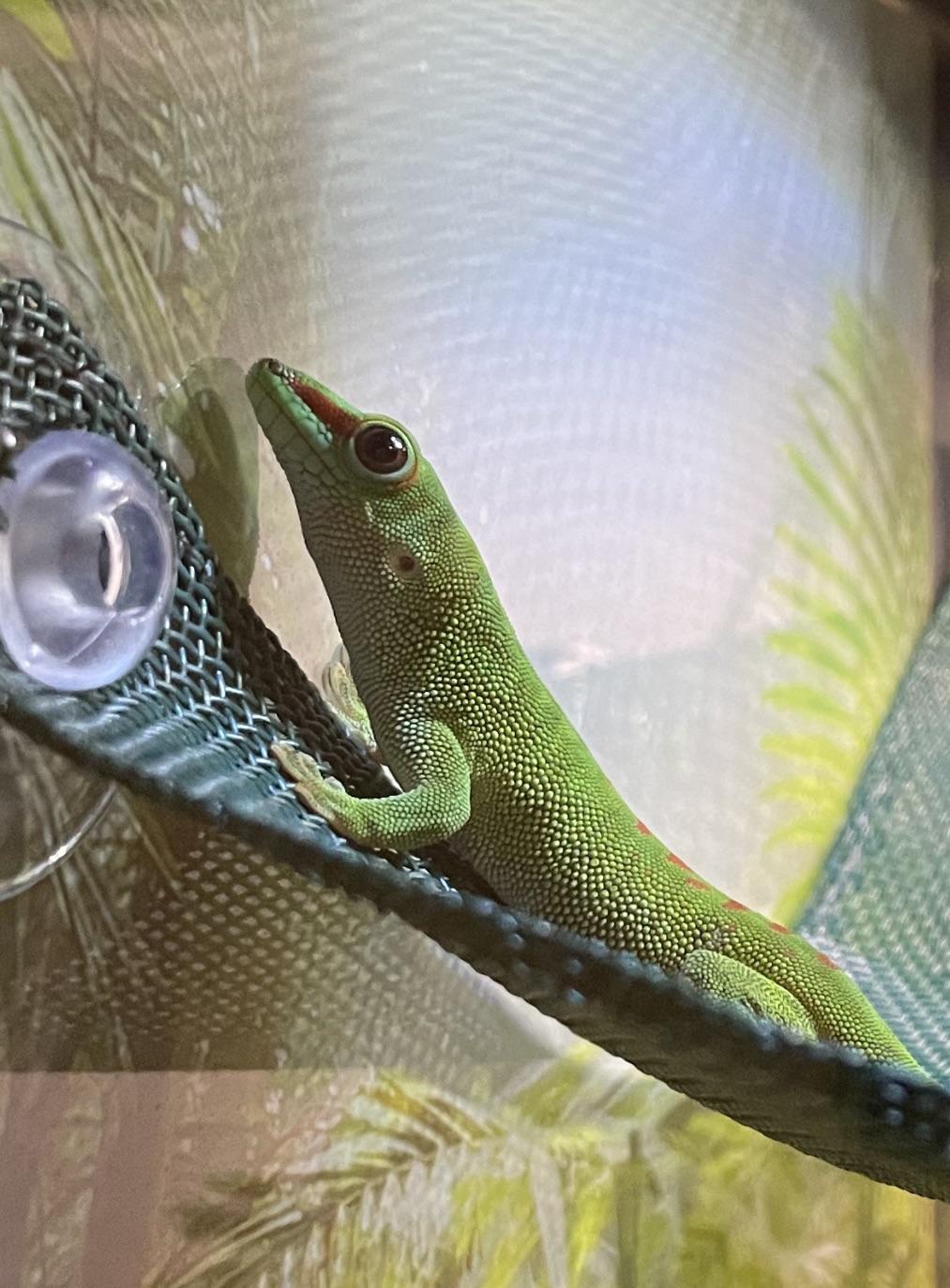 Discover more like Geckos: Corduroy the giant day gecko, my pride and joy and Related Content ...