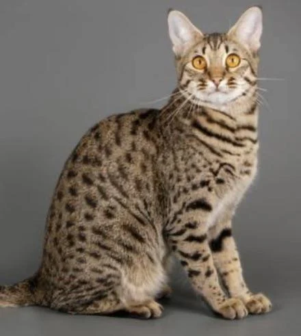 [OC] pretty moom | Scrolller