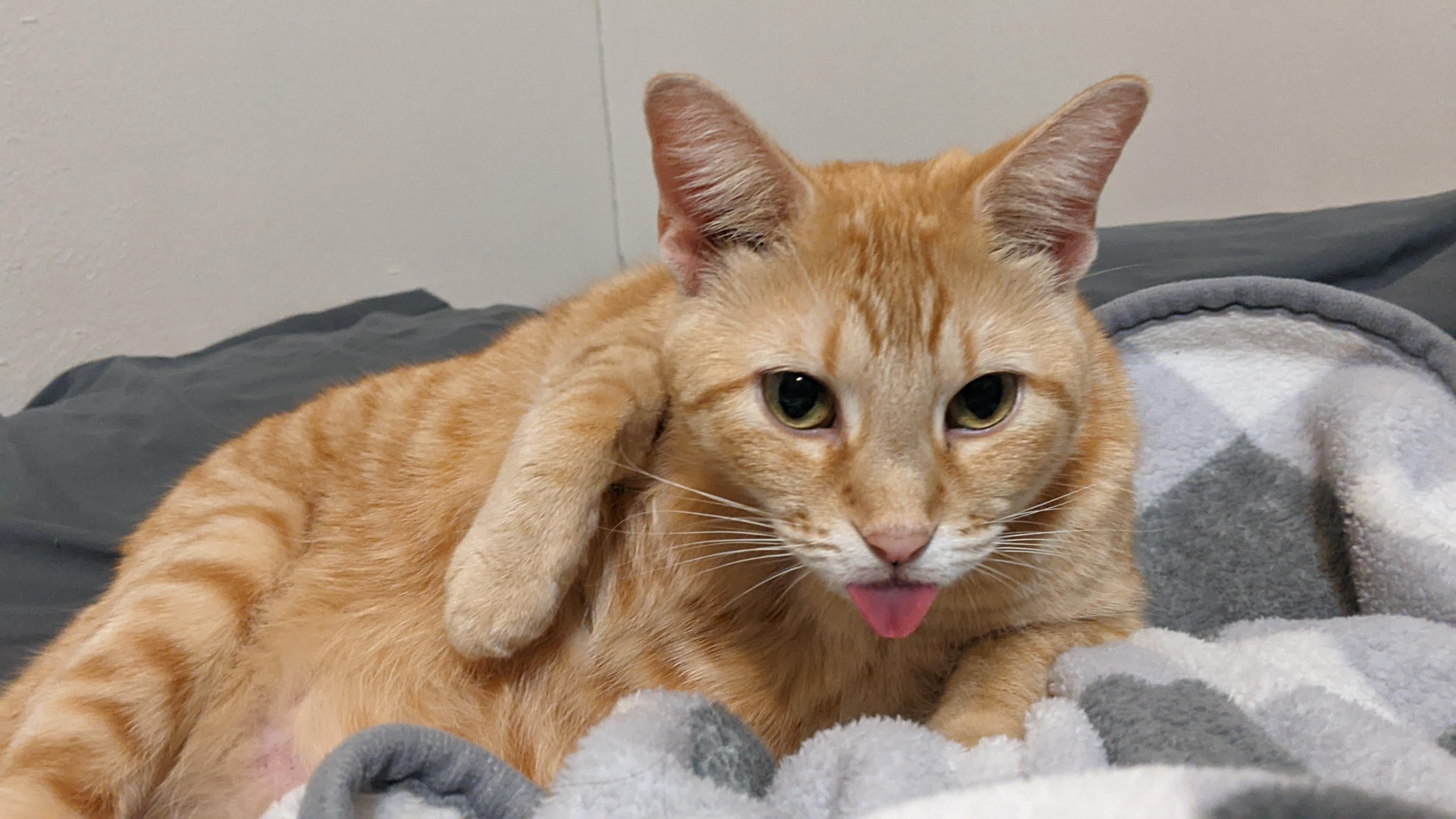Big ol' ginger blep. | Scrolller