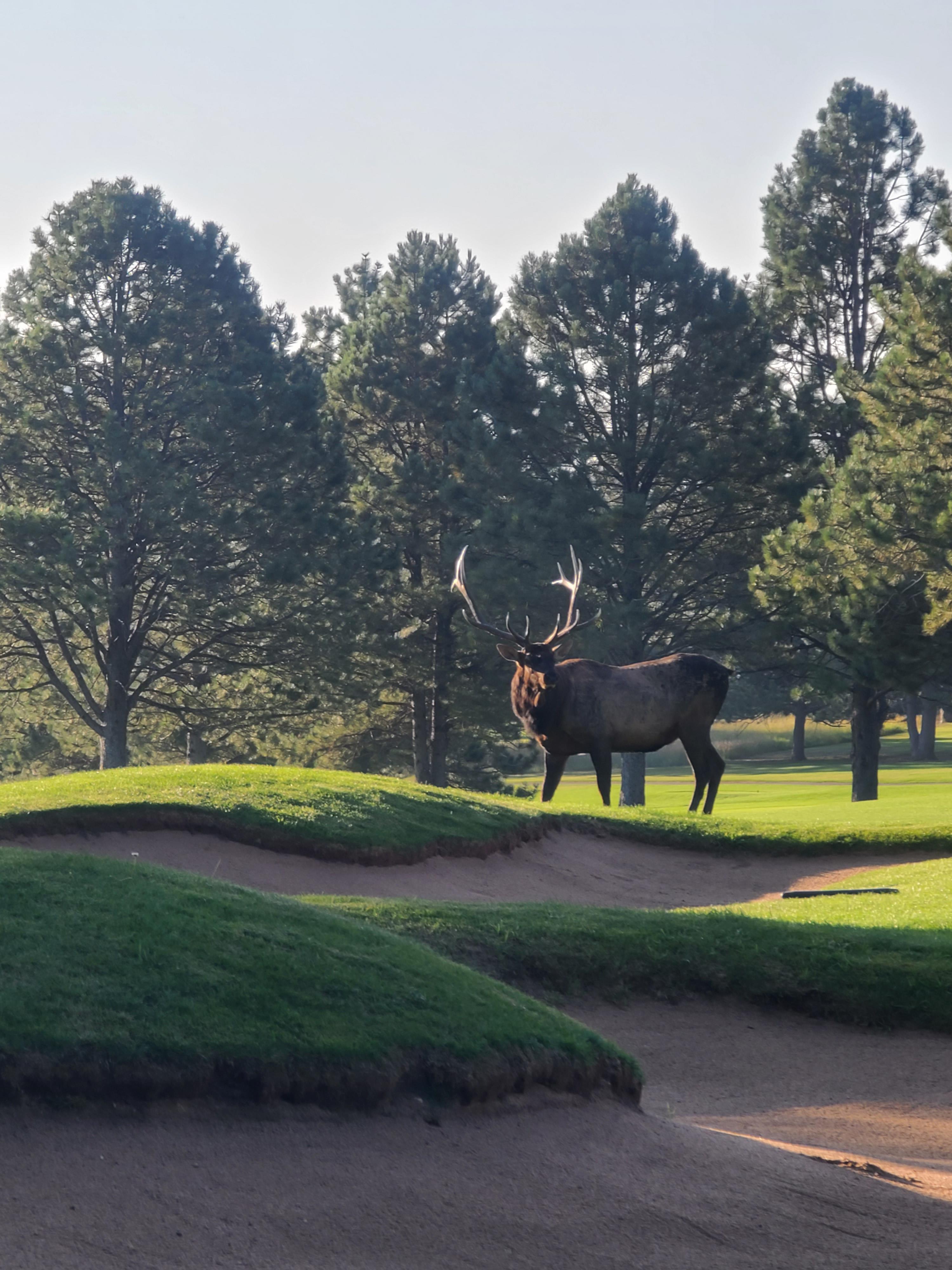 We have these bohemoths on my course in Evergreen, CO | Scrolller