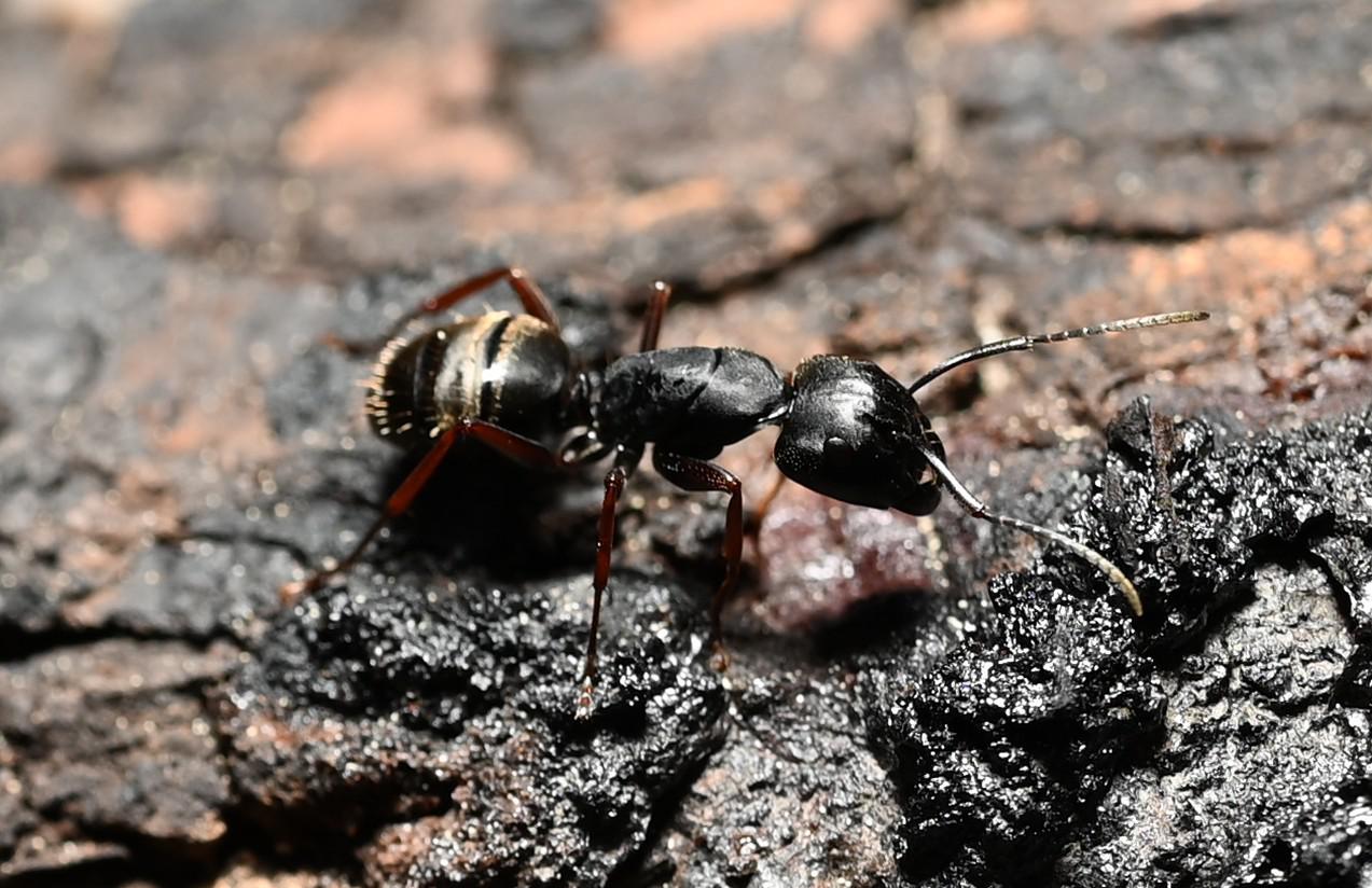 Carpenter Ant | Scrolller