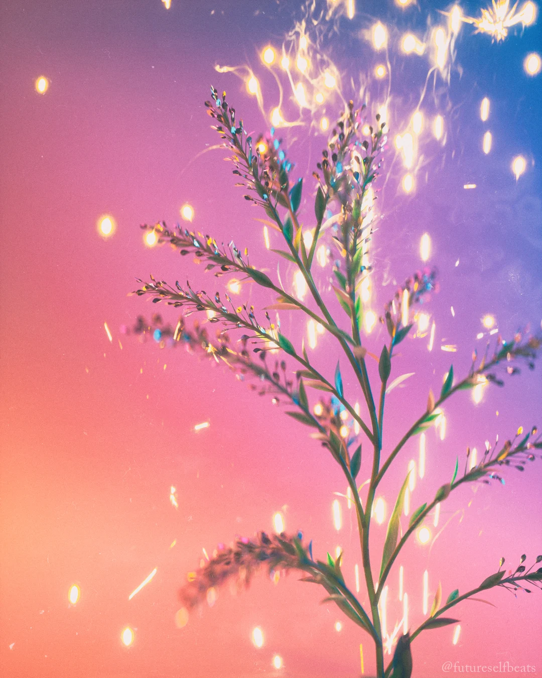 FIREFLY POLLEN, Me, Digital, 2022 | Scrolller