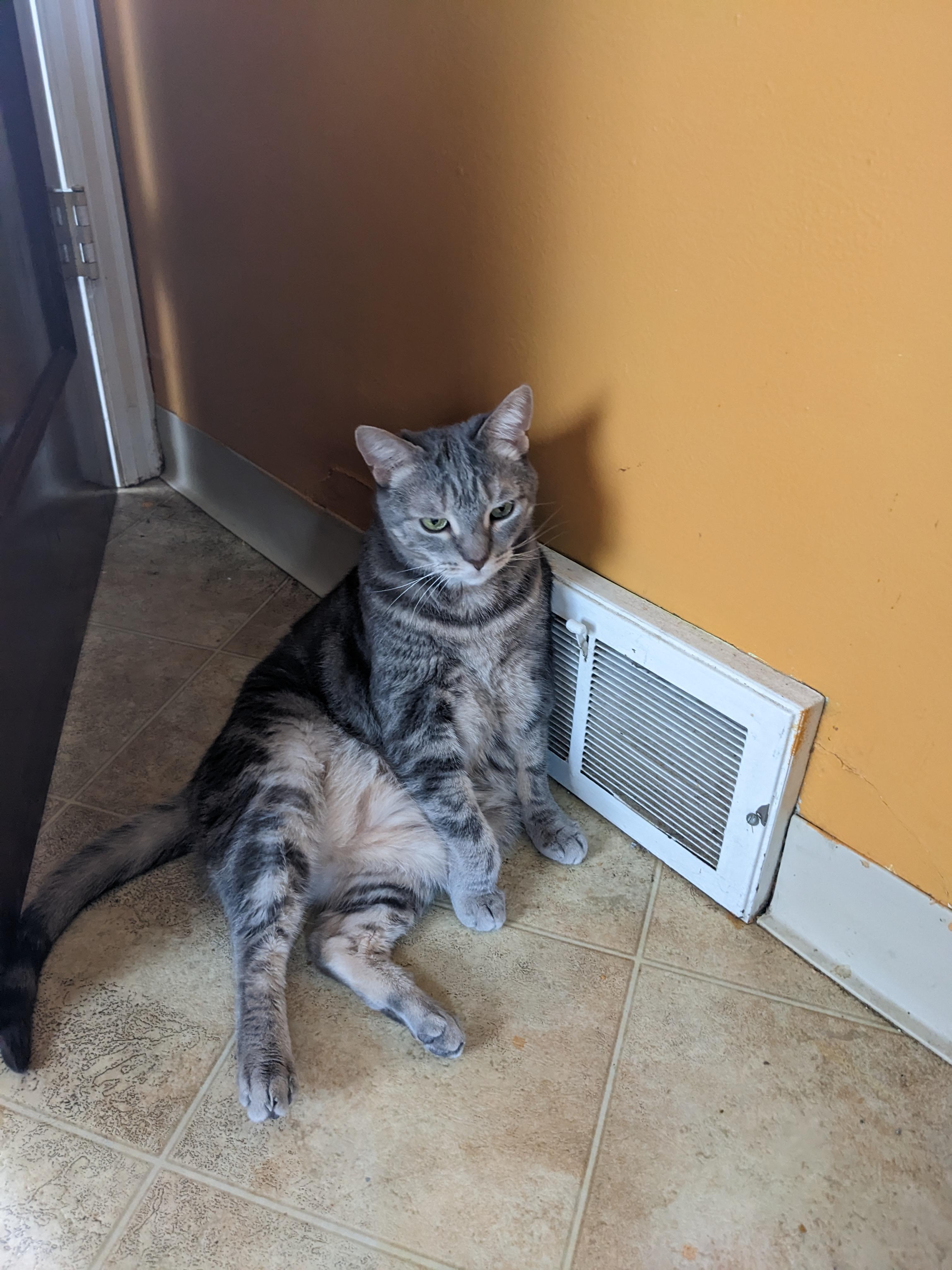[OC] She enjoys sitting like a human in this specific spot | Scrolller