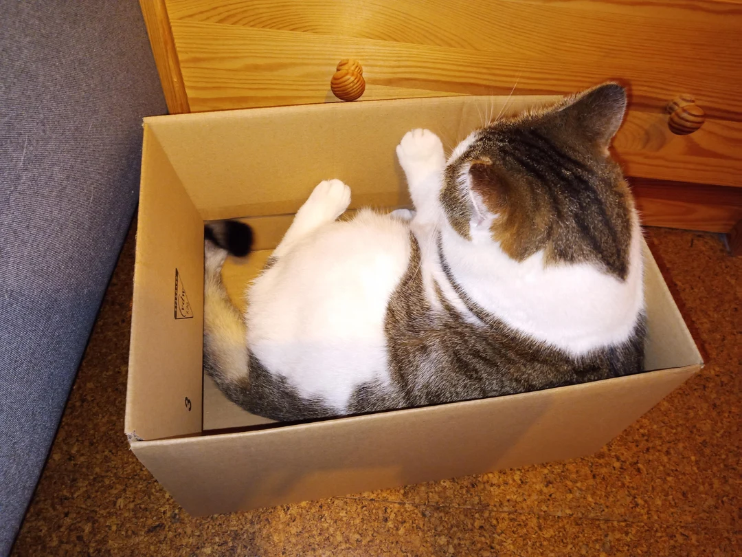 Nia is very predictable 😸 | Scrolller