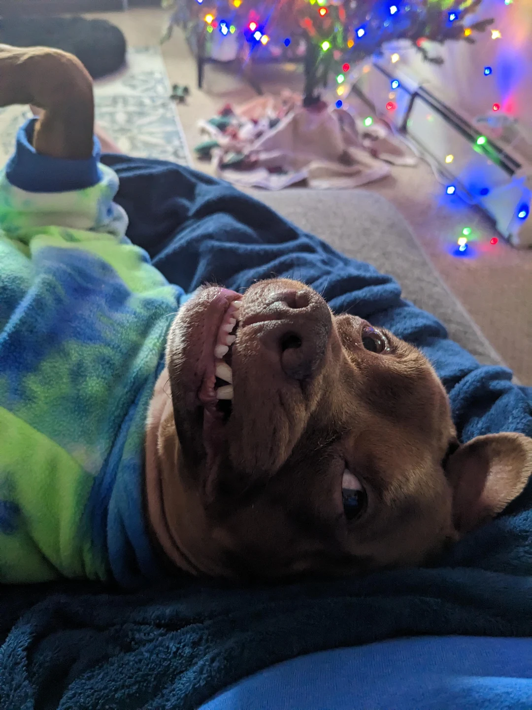 Heavy on the derp (OC) | Scrolller