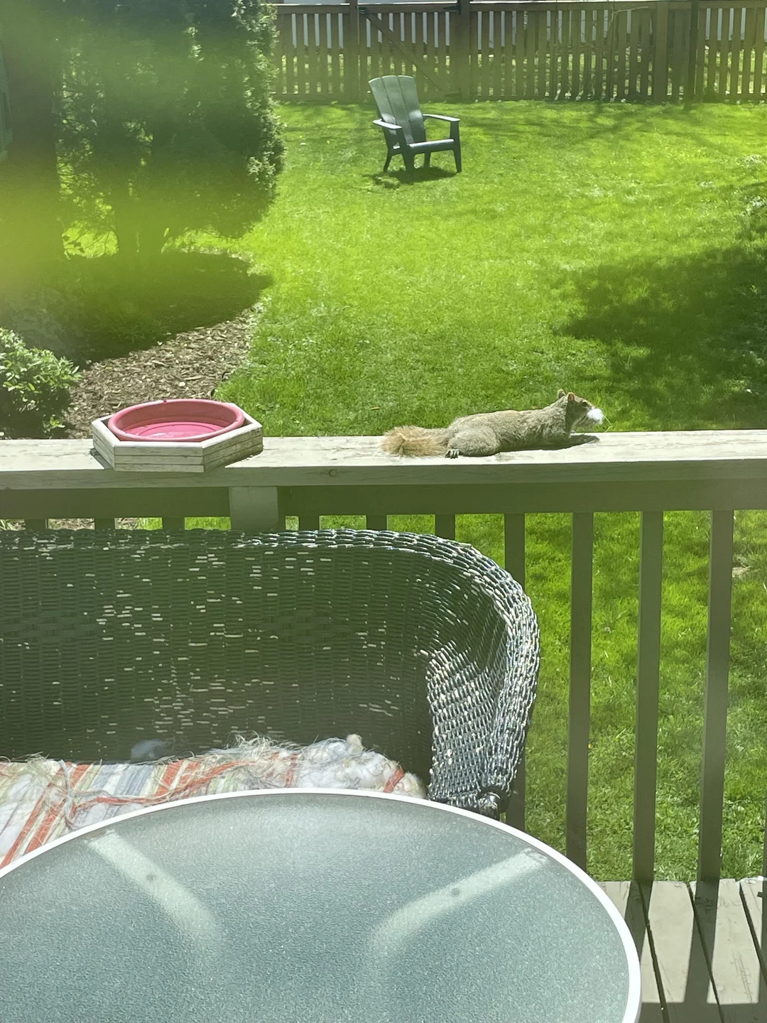 Splooting Nest Builder | Scrolller