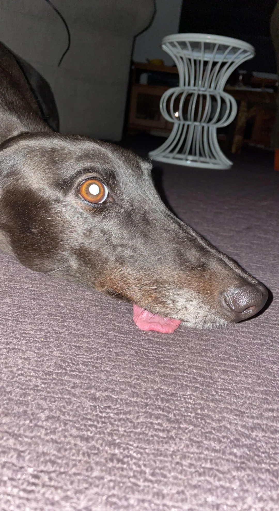 Silly hound | Scrolller