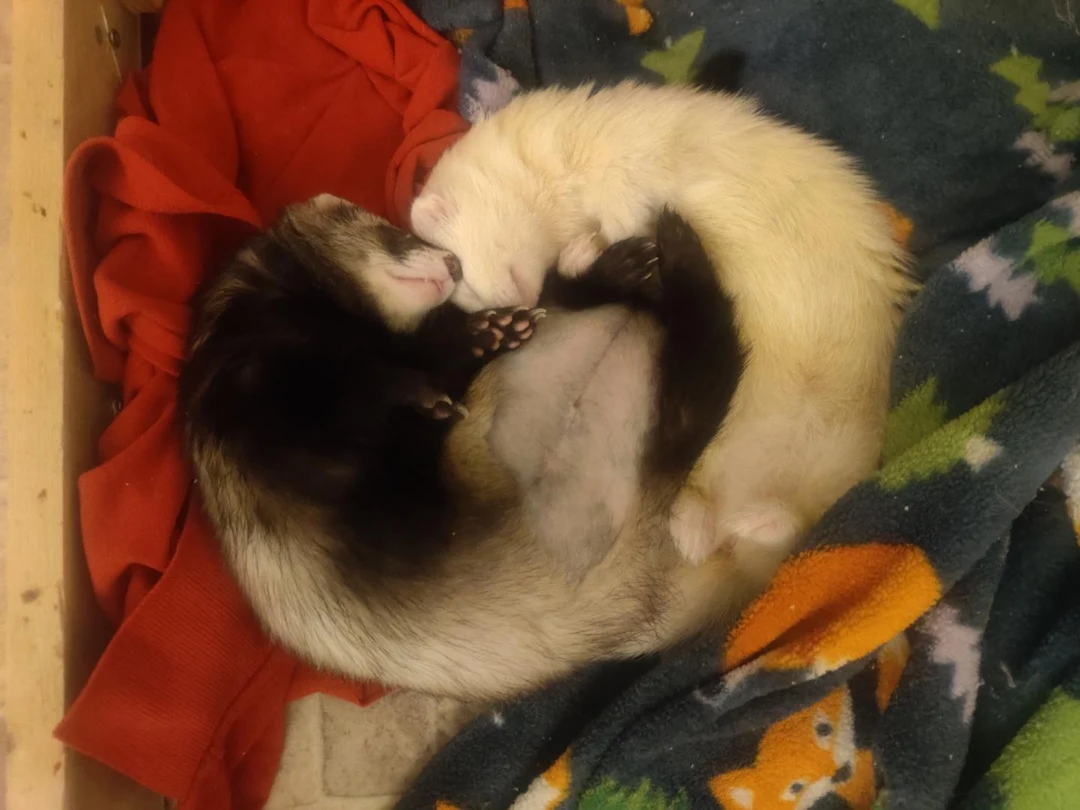 Danni (sable) and her mom (albino) | Scrolller