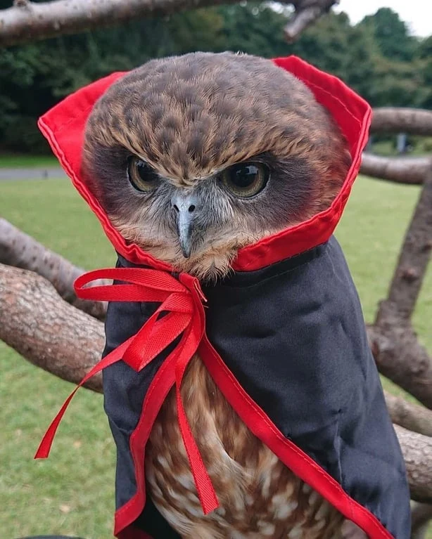 What a cutisie vampire | Scrolller