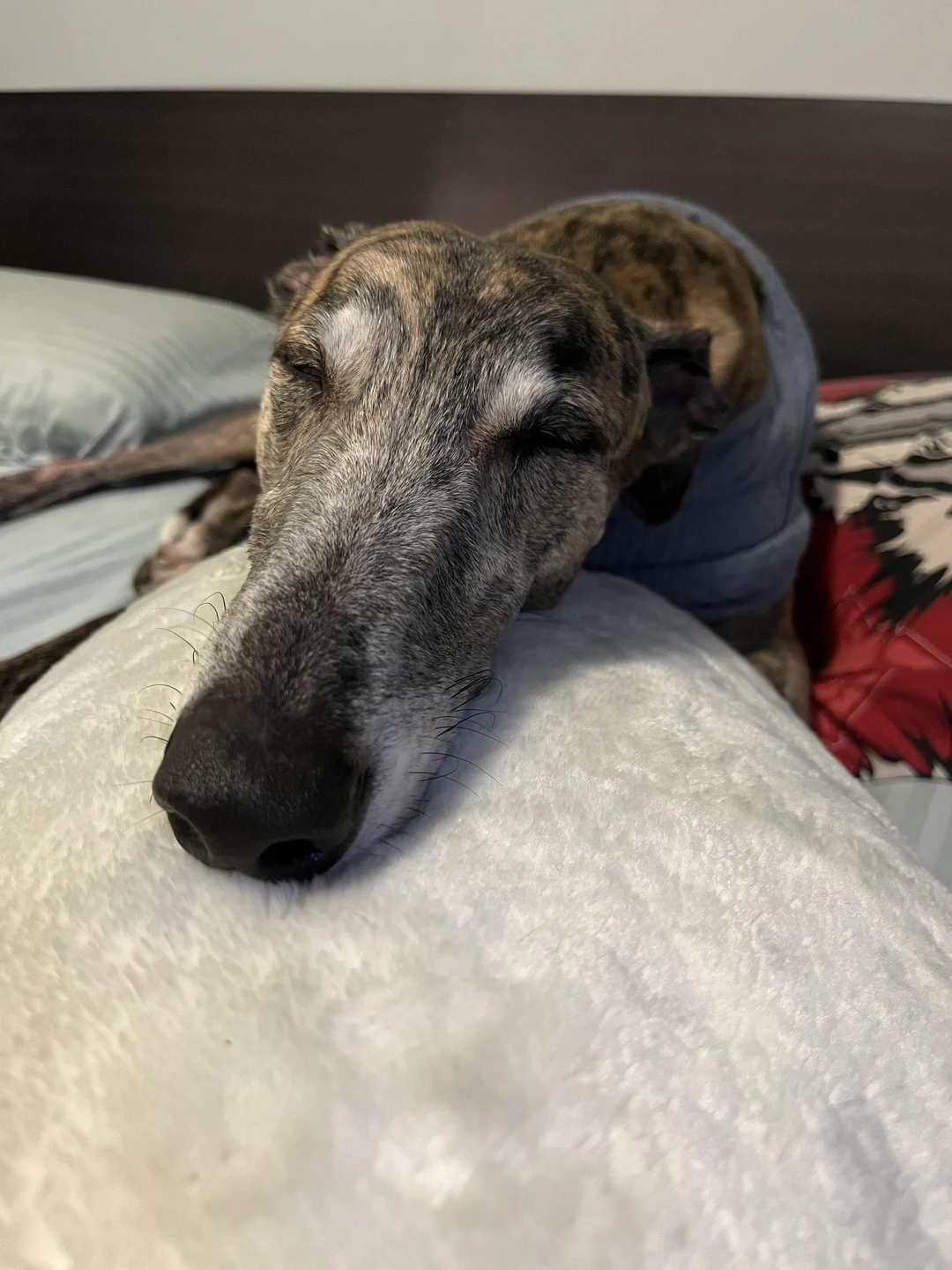 Sleepyhead. | Scrolller