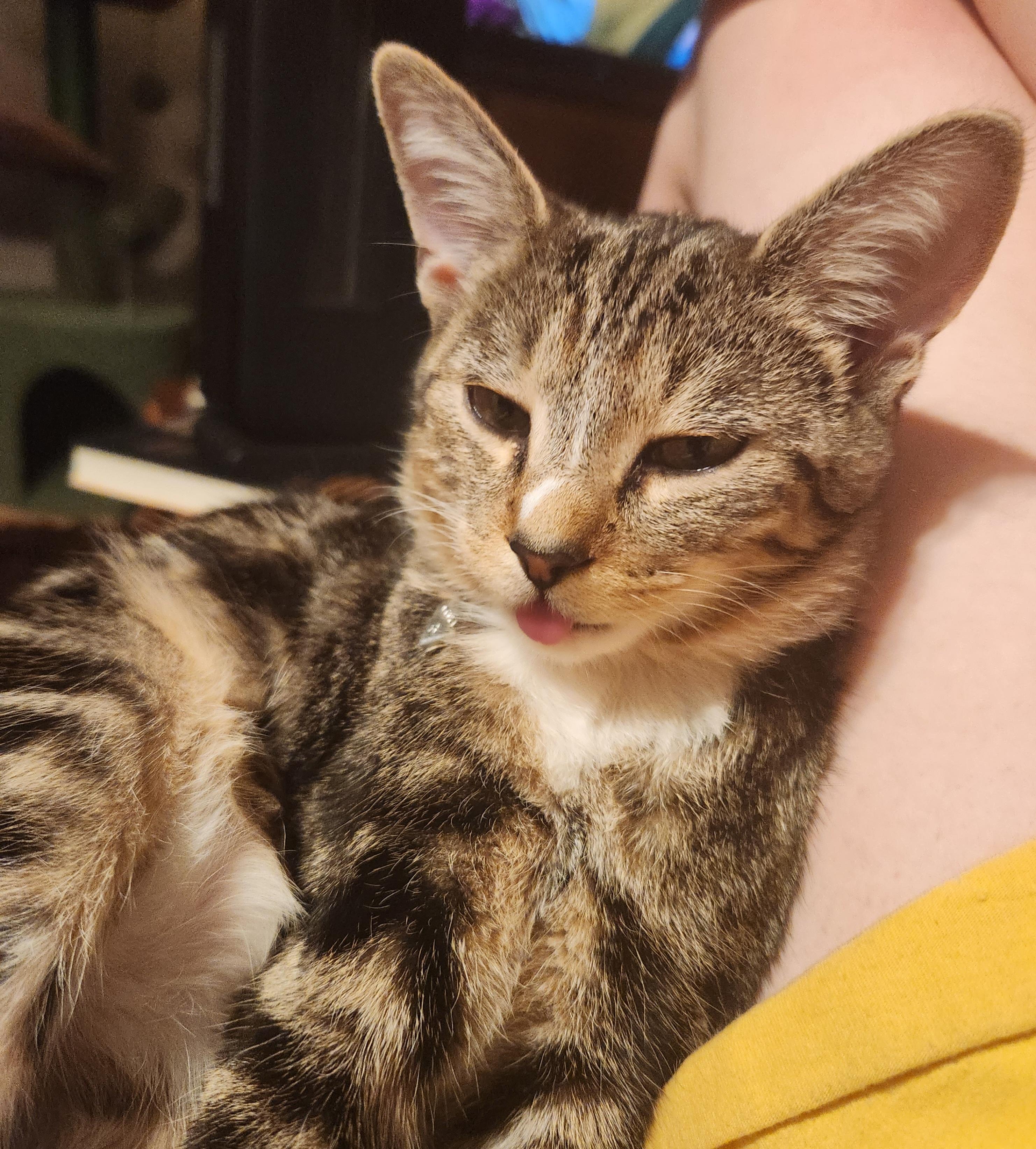 Blep | Scrolller