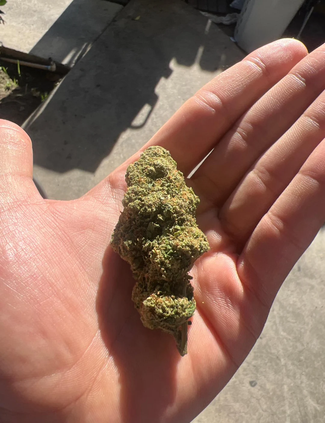 Some tree to cope with heart break cheers this is some Gelato 41 | Scrolller