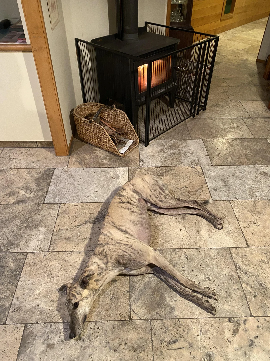 Camouflaged | Scrolller