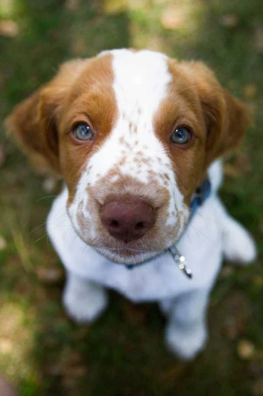 This Cute Brittany Spaniel 🐶 | Scrolller