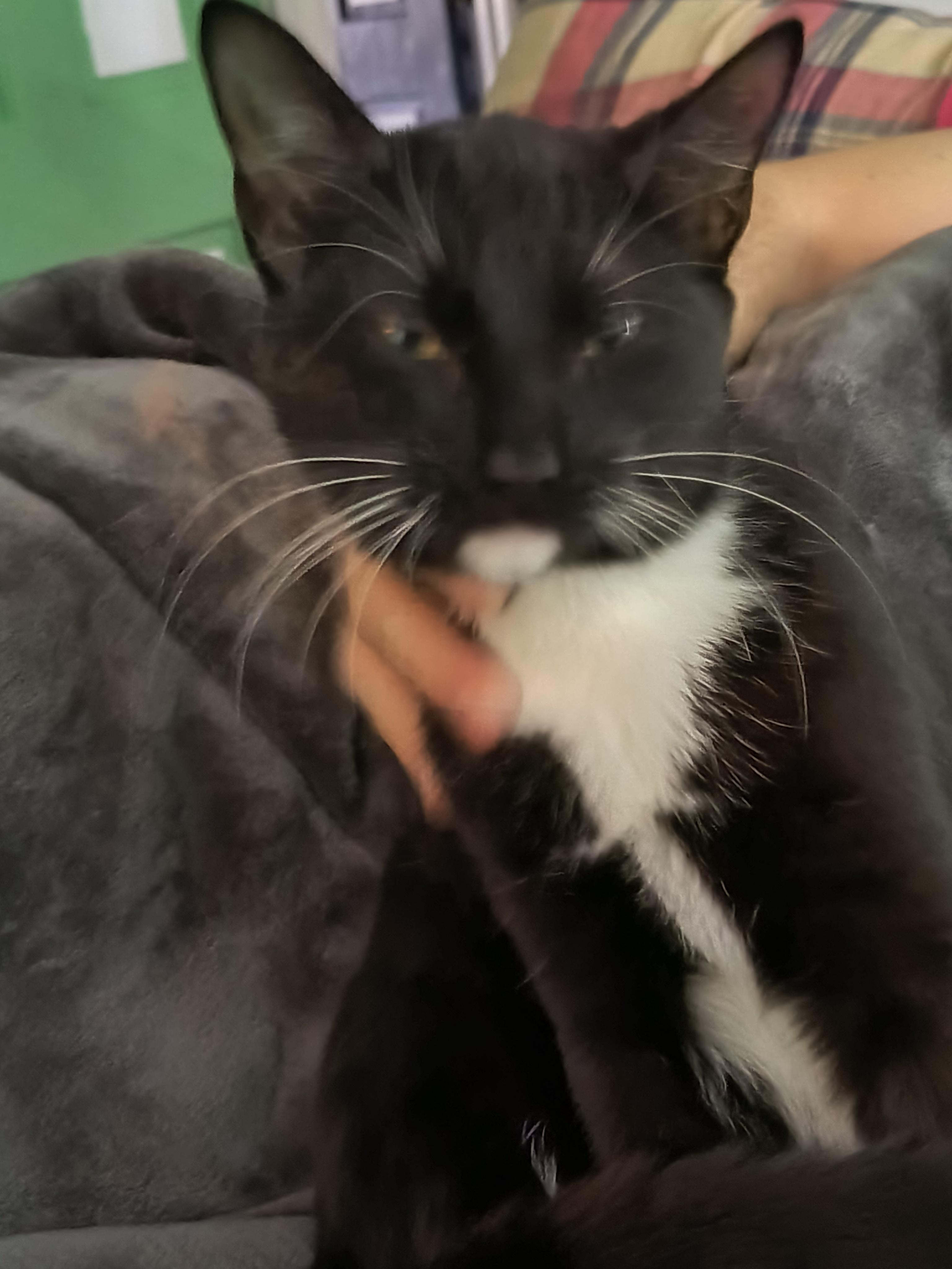 Siamese Tuxedo Lady | Scrolller