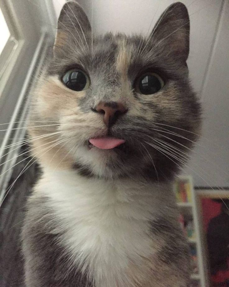 Surprised blep | Scrolller