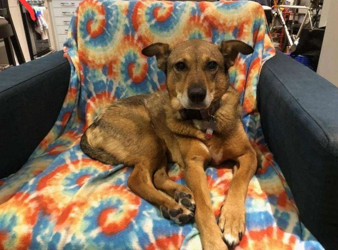 Fiona, the mutt. | Scrolller