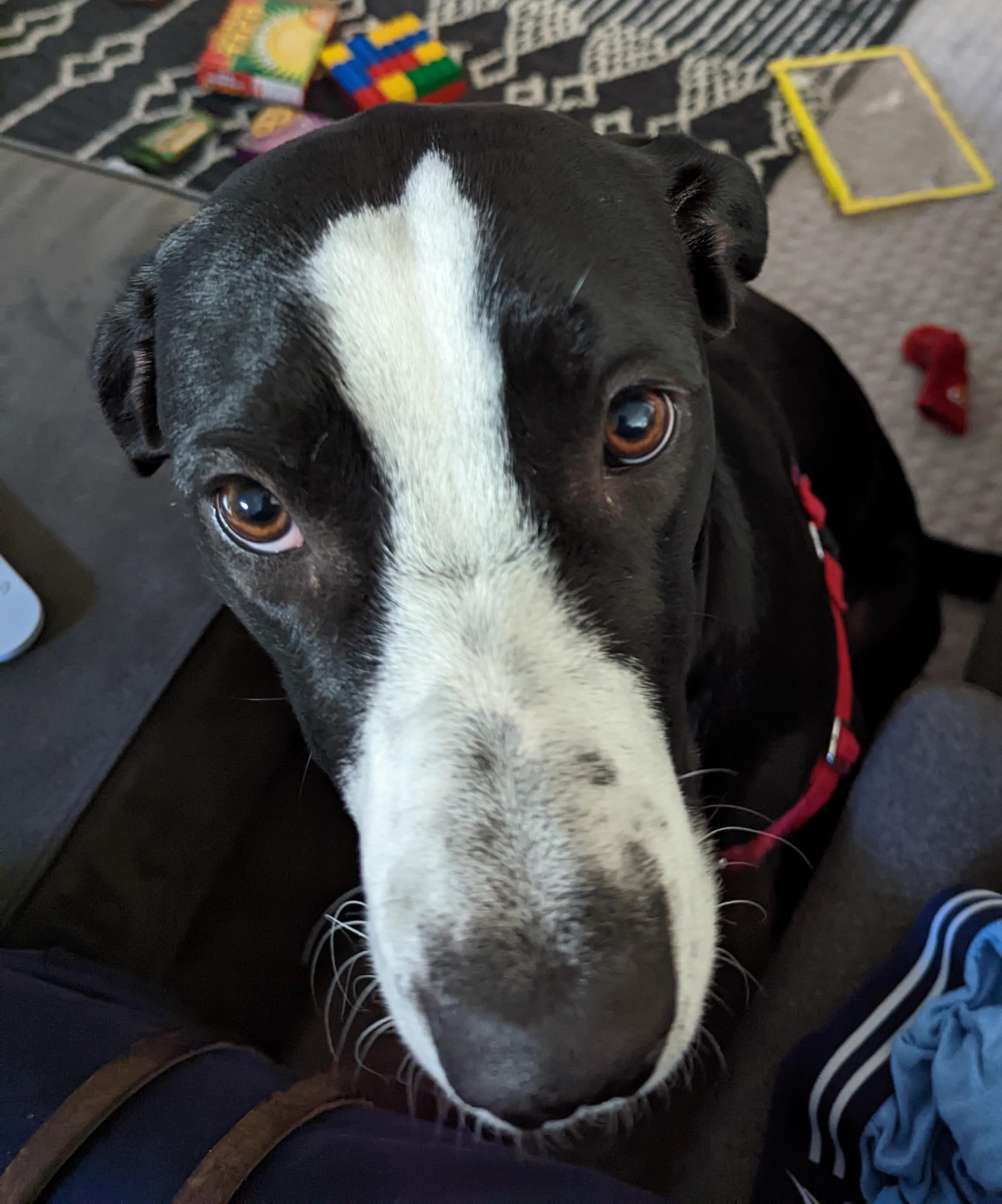 (OC) A boop? | Scrolller