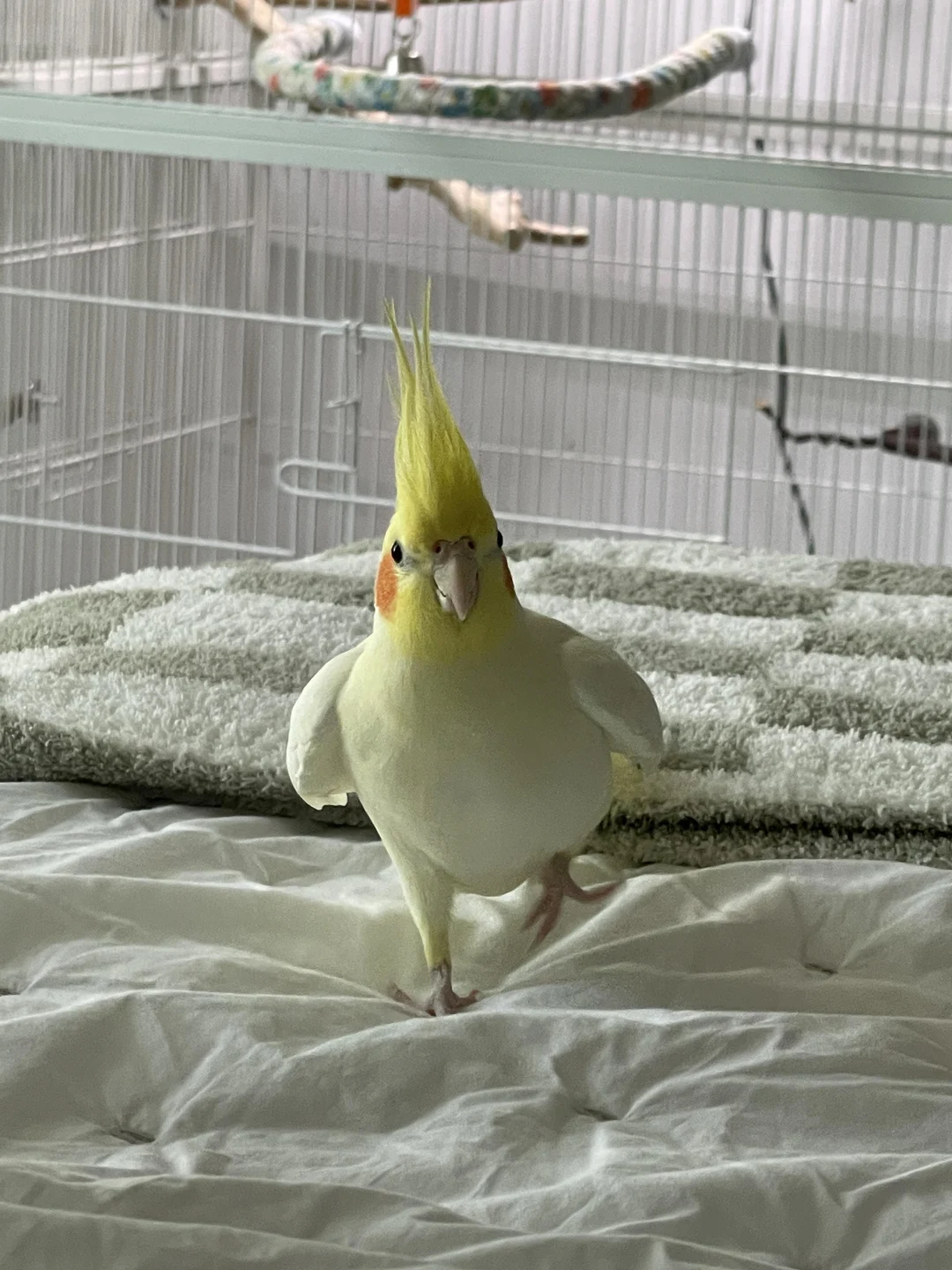 Oh lawd he comin’ | Scrolller