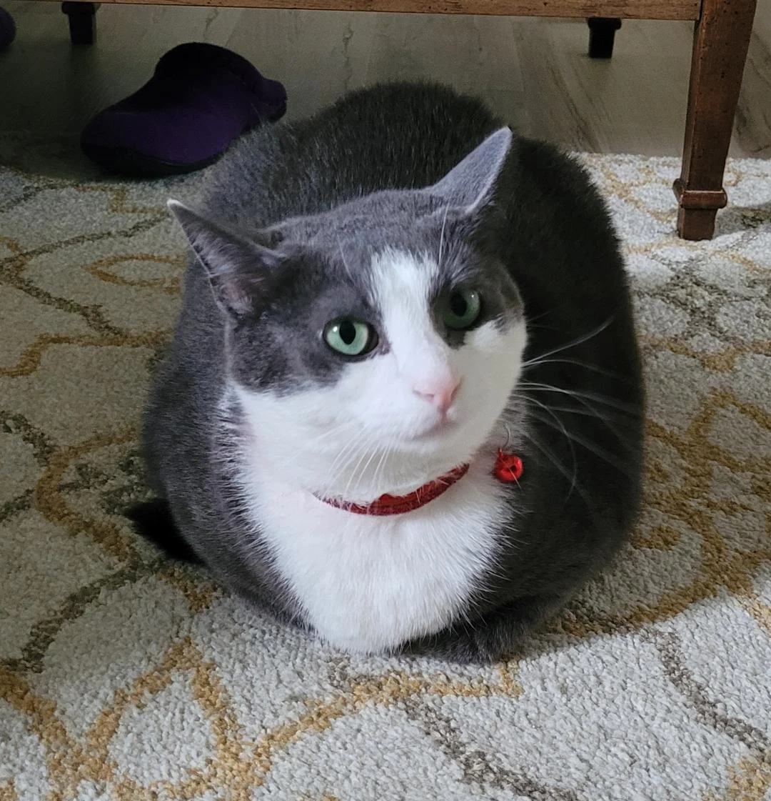 Taco loaf | Scrolller