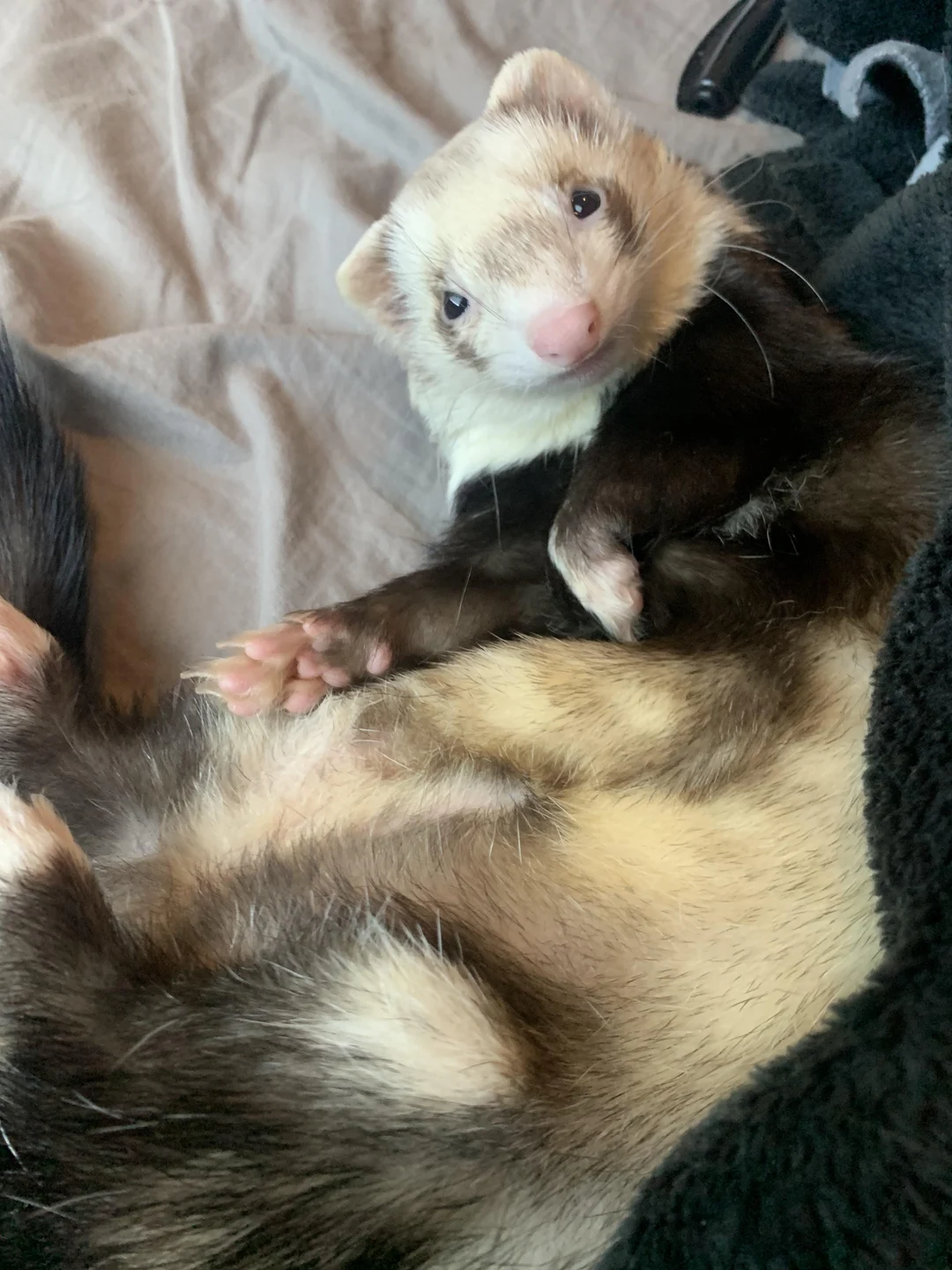 happy ferret day | Scrolller