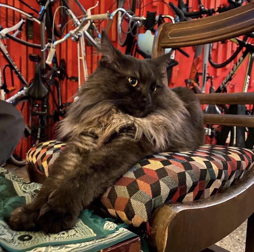 Merlin Monroe | Scrolller