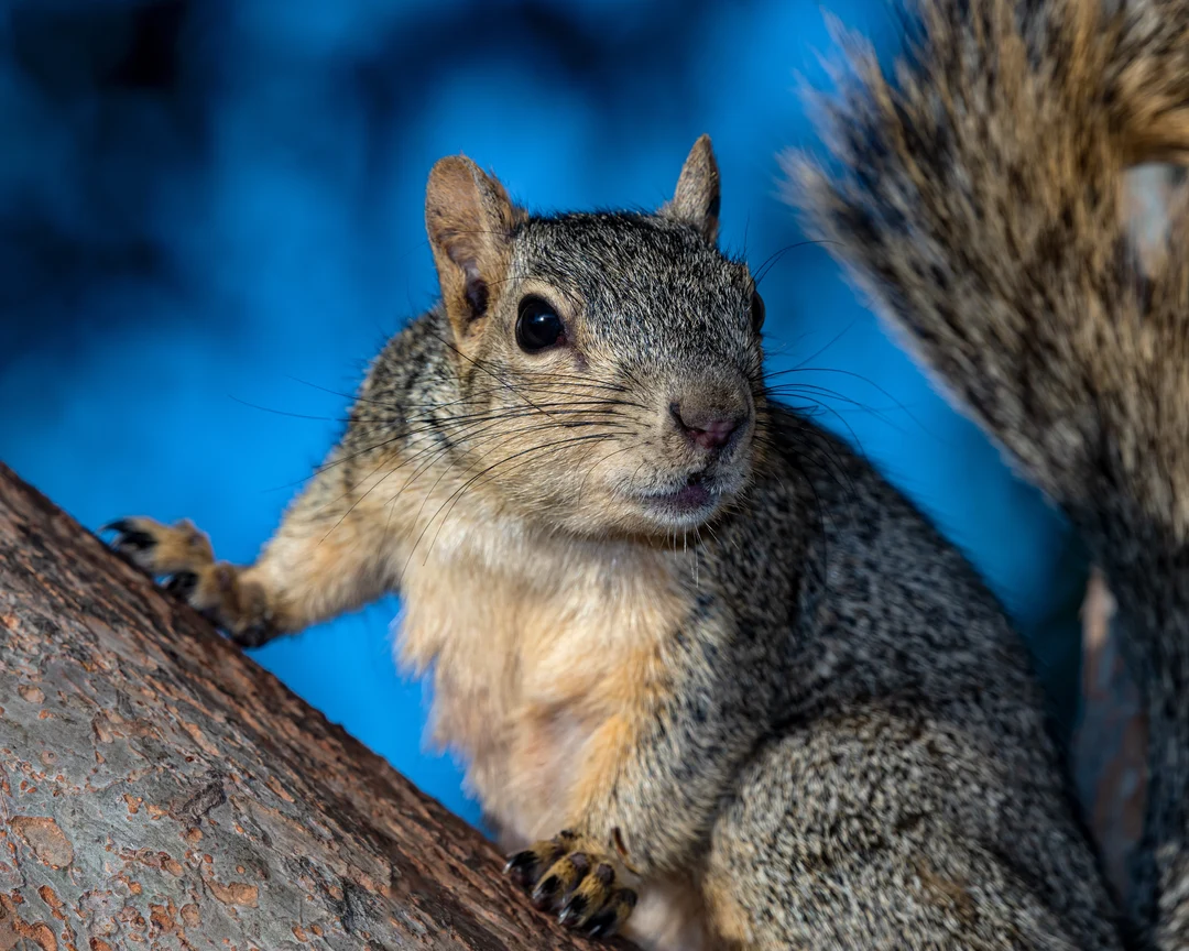 Dynamic Squirrel | Scrolller