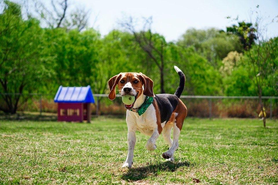 Barney just beagling around | Scrolller