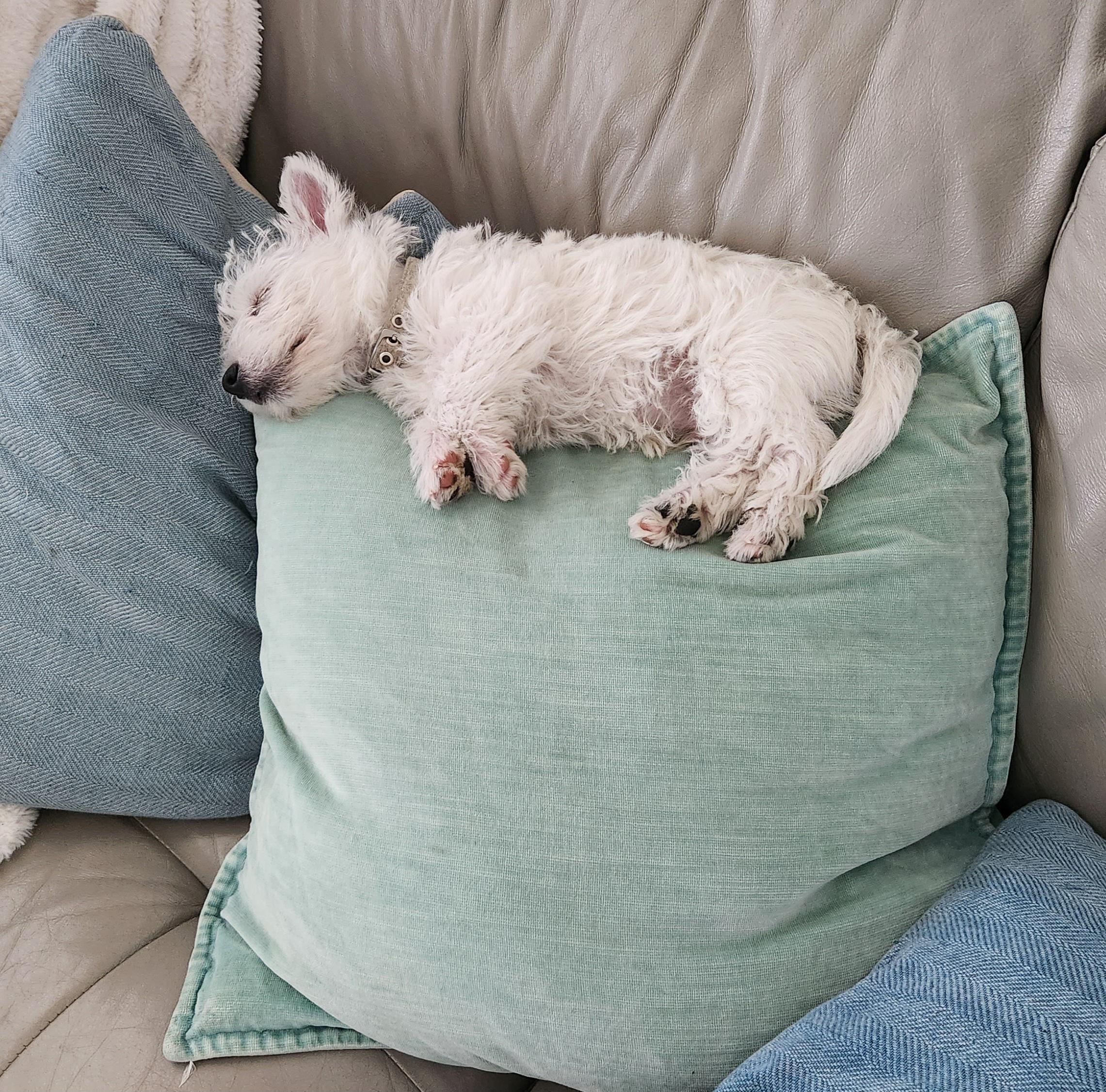 Meet Noah! | Scrolller