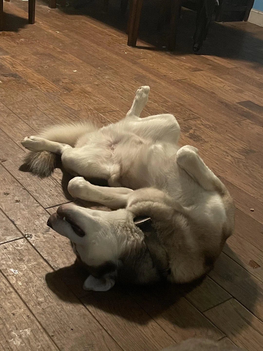 Never met another husky | Scrolller