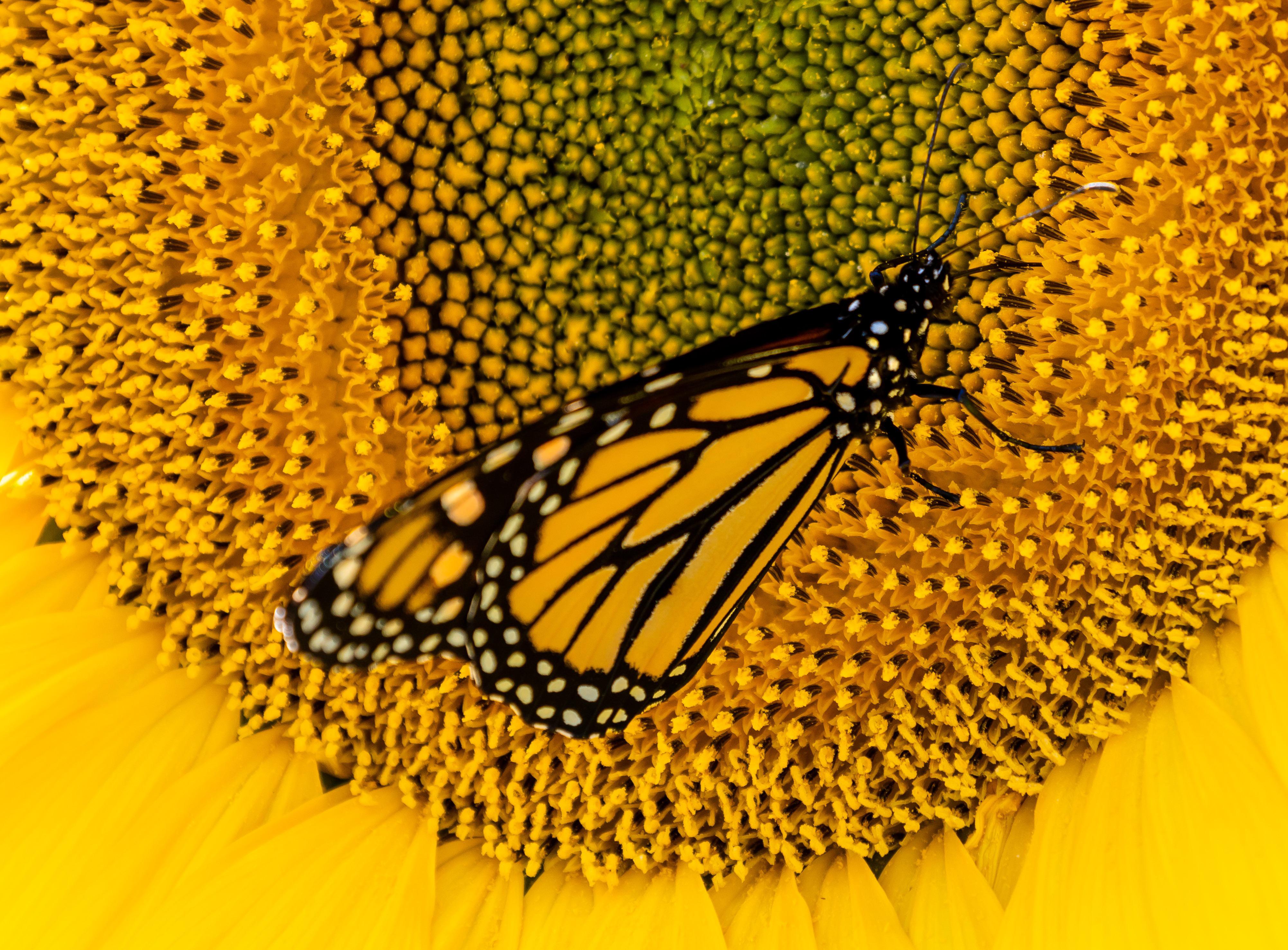 Monarch on a sunflower | Scrolller