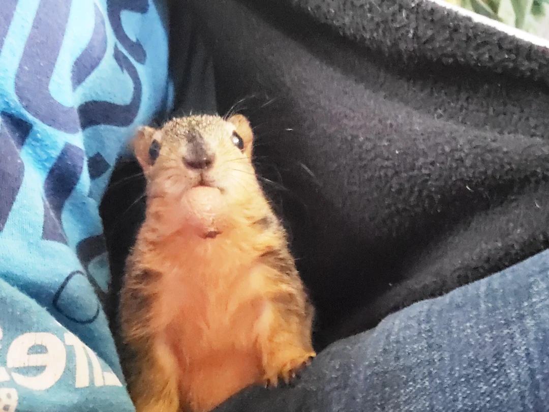 Delmar saw himself in the camera and made a grumpy face | Scrolller