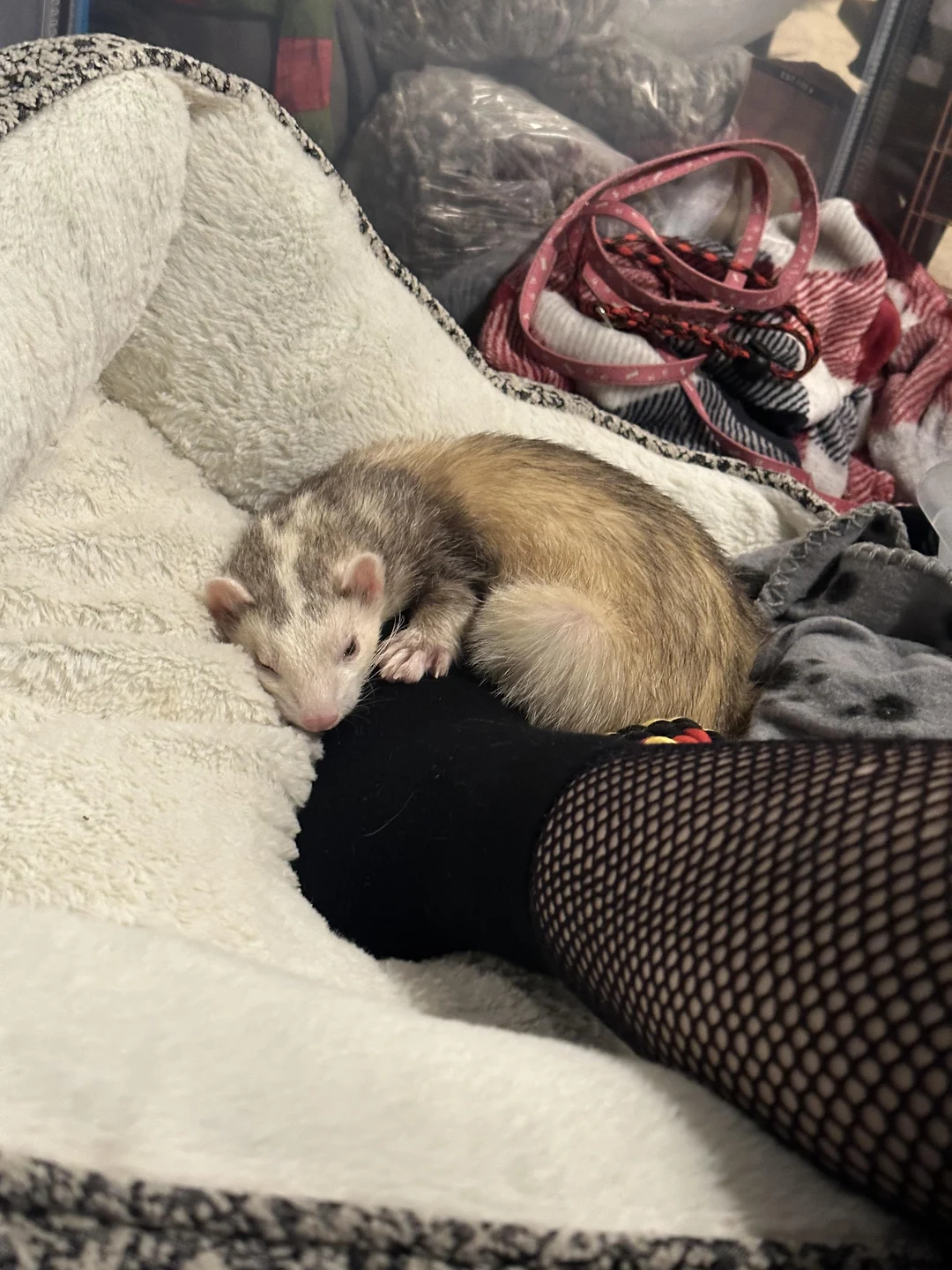 Always needs to cuddle | Scrolller