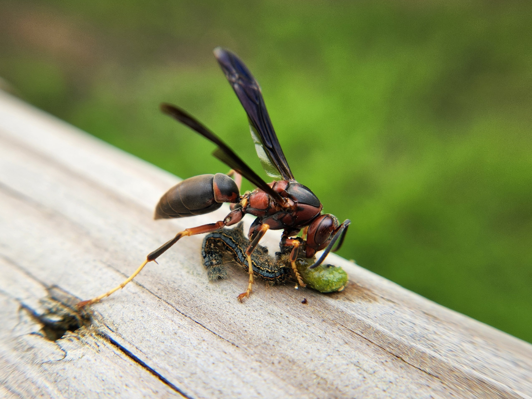 [OC] Paper wasp dining on tent caterpillar | Scrolller