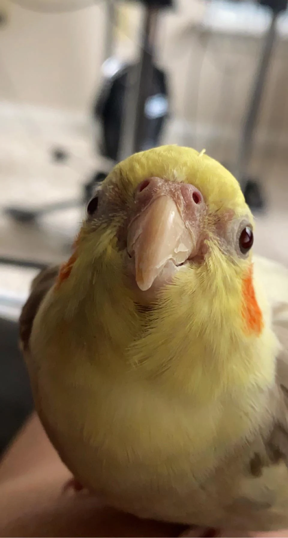 Henlo, this is Birb | Scrolller